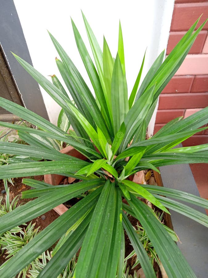 Fragrant pandan leaf plant stock photo. Image of flower - 248415736