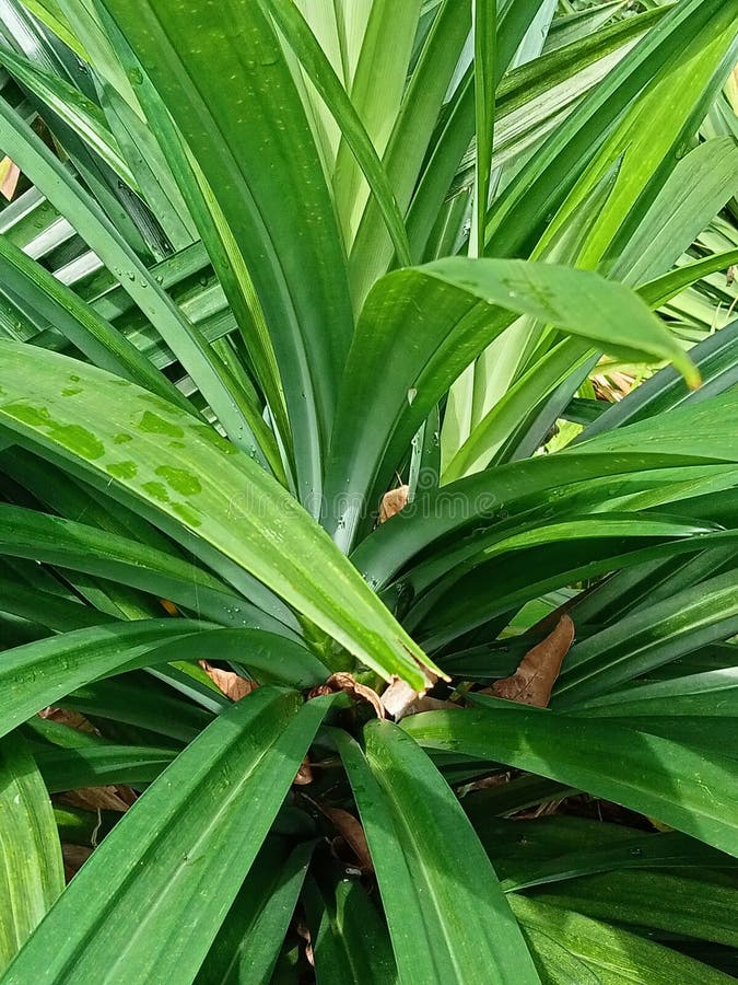 Fragrant Pandan Leaf Plant or Pandanus Stock Image - Image of pandan ...