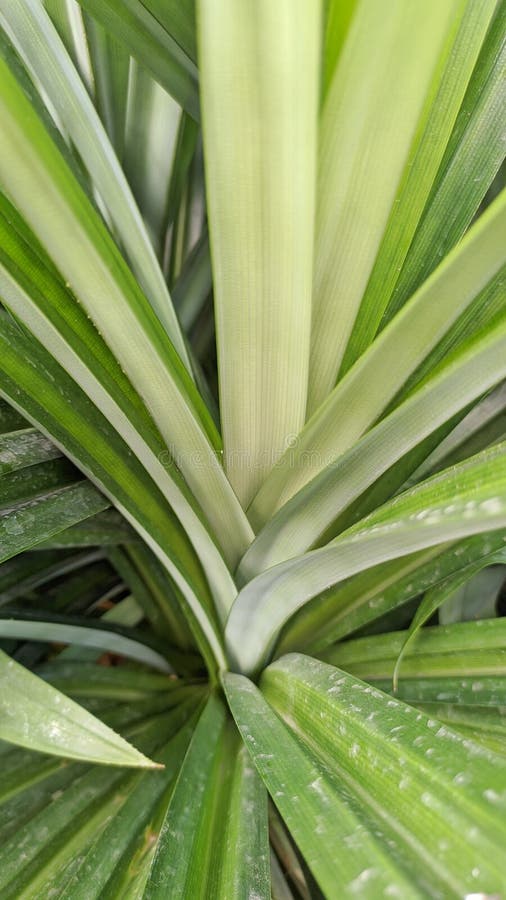 Fragrant pandan leaves stock image. Image of aroma, fragrant - 297898301