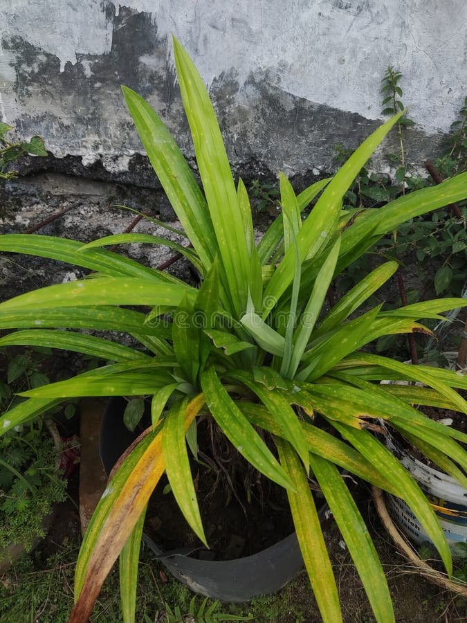 Fragrant pandan leaves stock image. Image of fragrant - 311817271