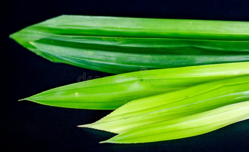 Fragrant pandan stock photo. Image of garden, daun, magnoliophyta ...