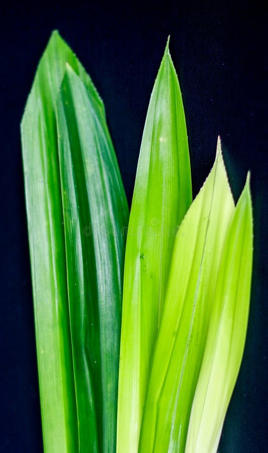 Fragrant pandan stock photo. Image of leaf, tropical - 147873350
