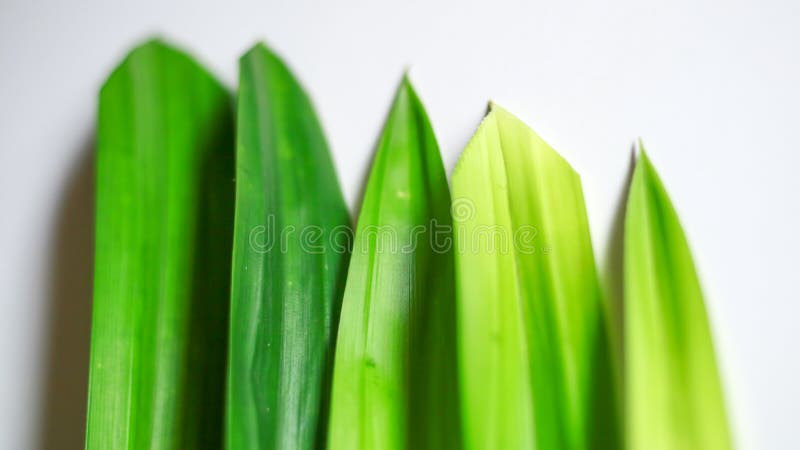 Fragrant pandan stock photo. Image of hasskarlii, pandanus - 147873336