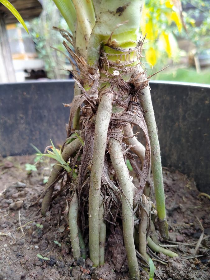 Pandan Roots Stock Photos - Free & Royalty-Free Stock Photos from ...