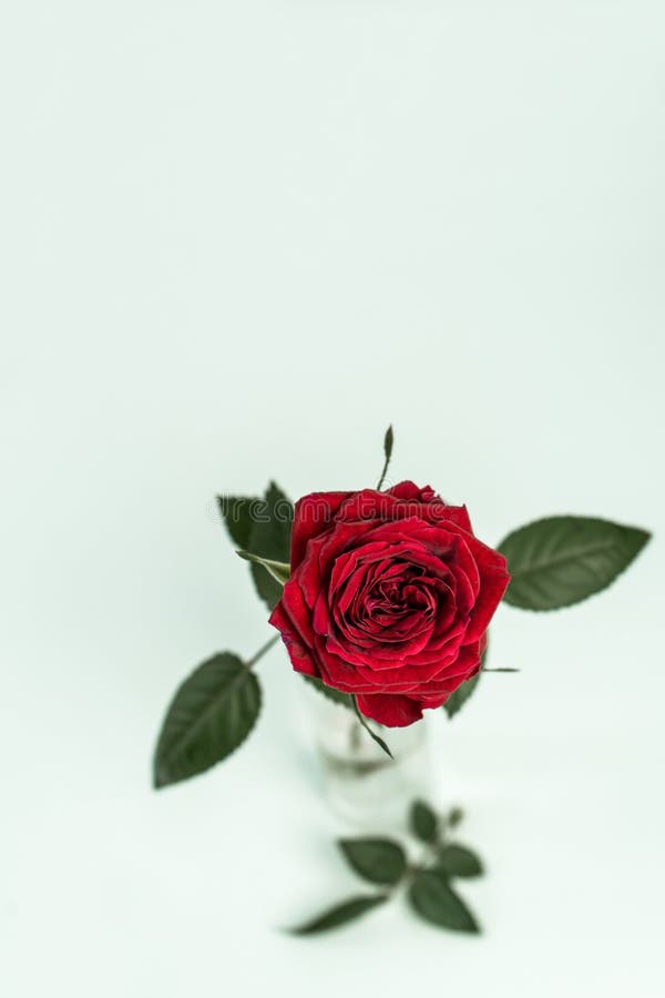 Fragrant Red Rose with Leaves. Stock Photo - Image of celebration, girl ...
