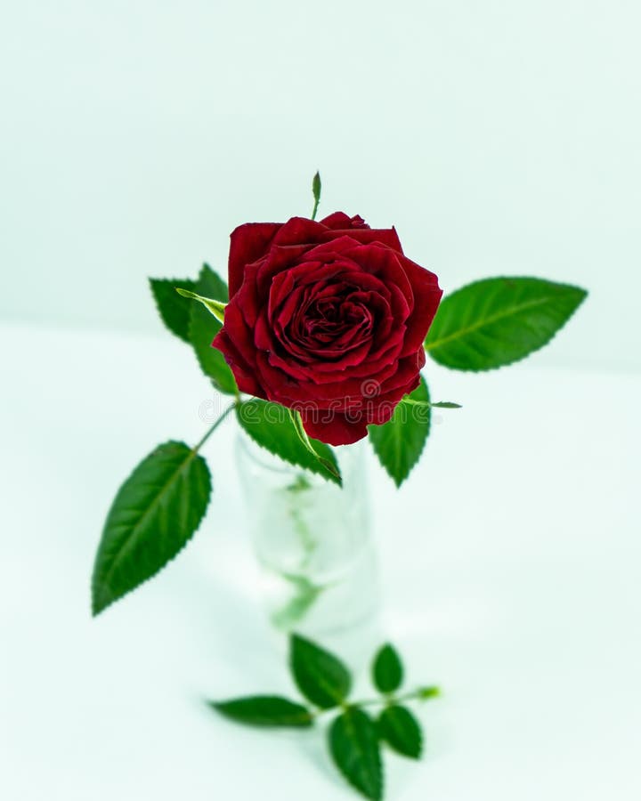 Fragrant Red Rose with Leaves. Stock Image - Image of blossom, bouquet ...