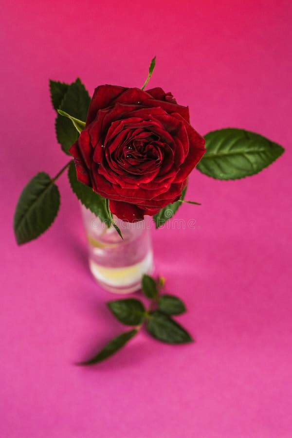Fragrant Red Rose with Leaves. Stock Photo - Image of indoors, color ...