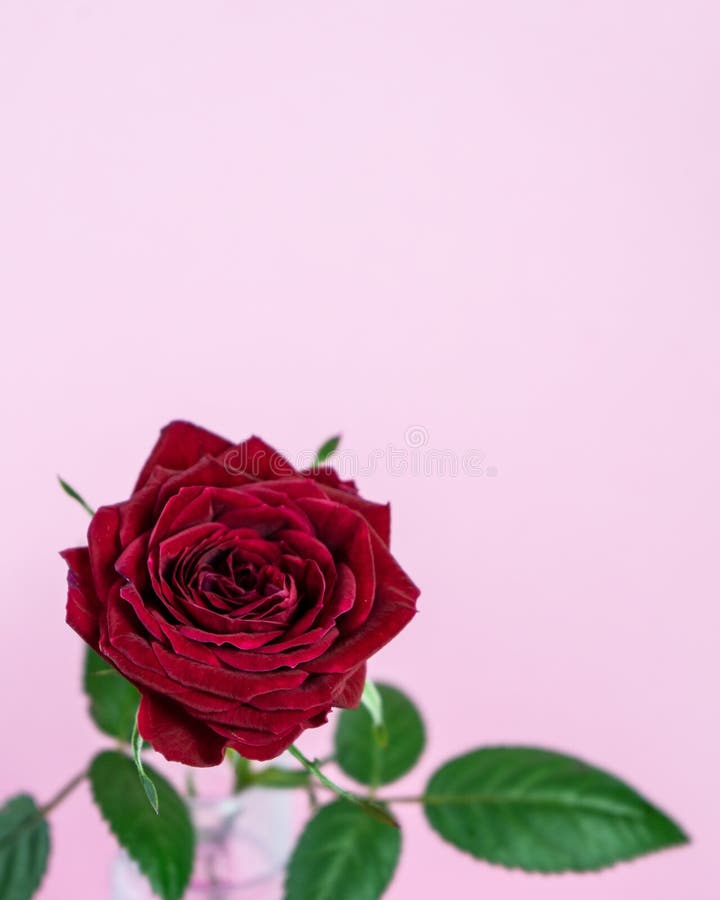 Fragrant Red Rose with Leaves. Stock Image - Image of flora, love ...