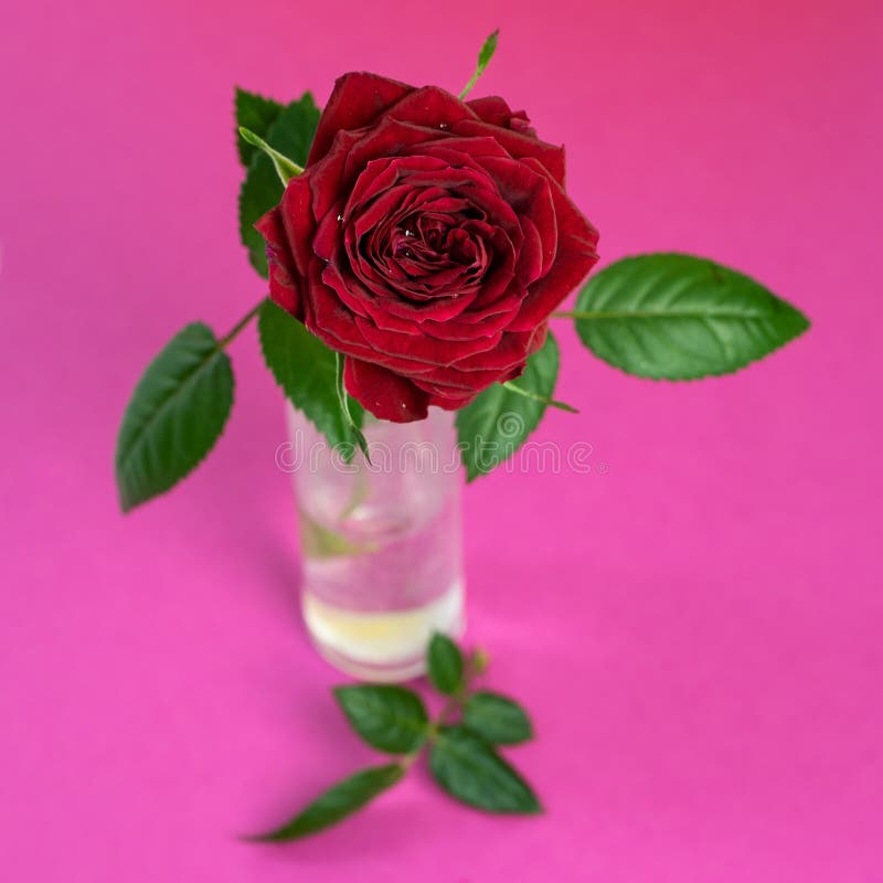 Fragrant Red Rose with Leaves. Stock Photo - Image of beautiful ...