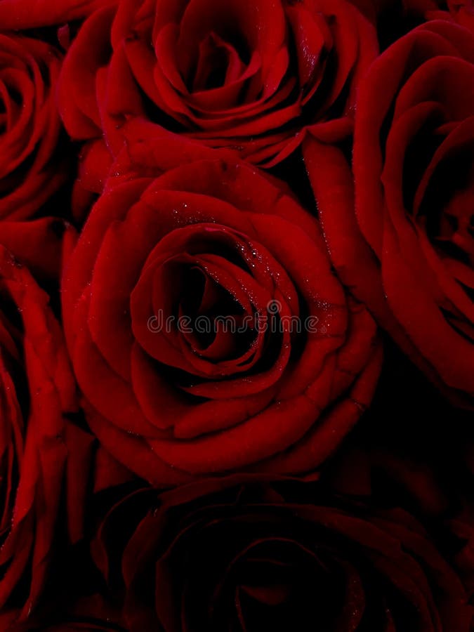 Fragrant Red Roses - a Symbol of Love and Passion Stock Photo - Image ...