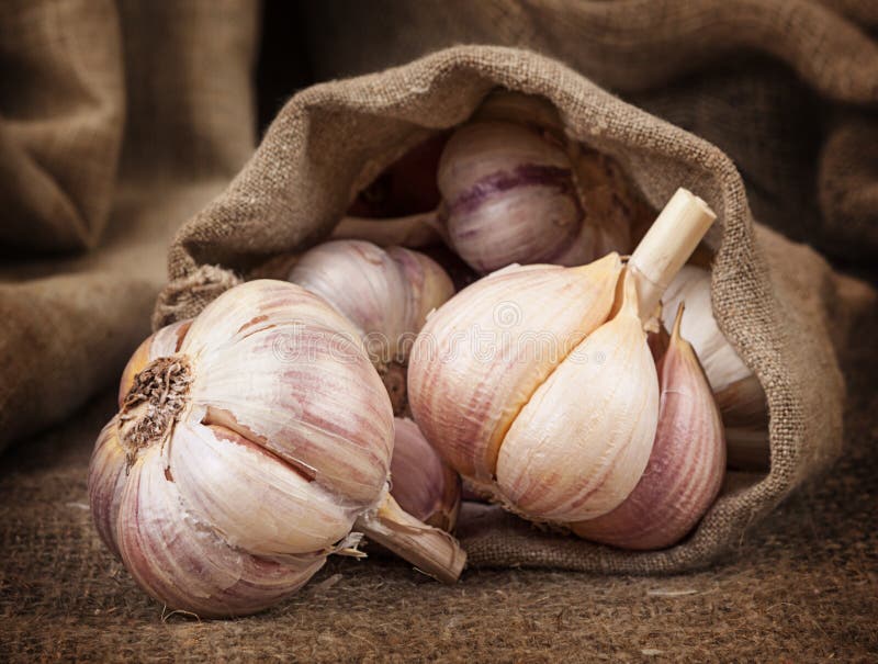 Fragrant Ripe Garlic in a Bag of Coarse Cloth Stock Image - Image of ...