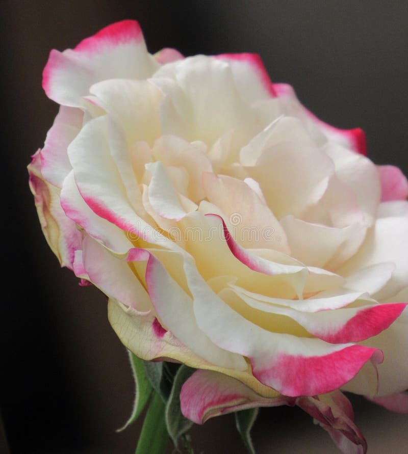 Fragrant rose stock photo. Image of blossom, flower - 250275810