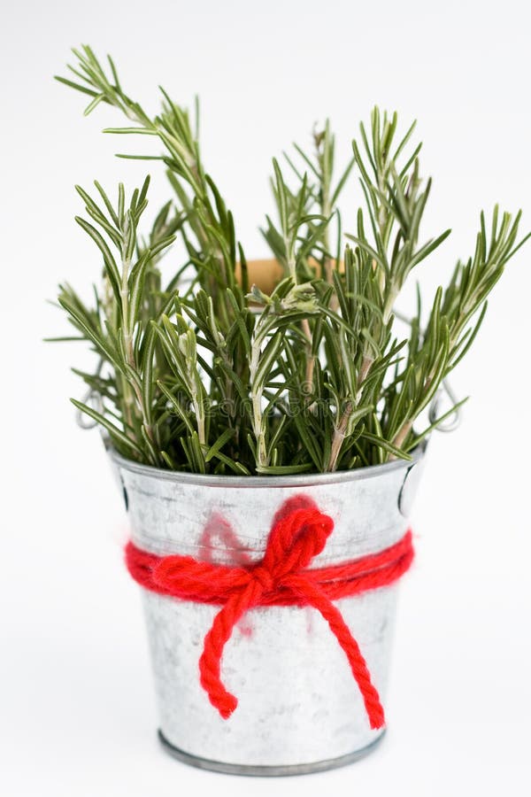 Fragrant Rosemary Stands Small Bucket Stock Photos - Free & Royalty ...