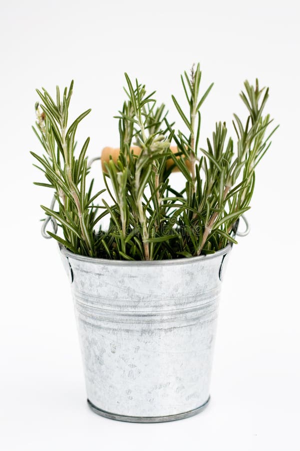 Fragrant Rosemary Stands Small Bucket Stock Photos - Free & Royalty ...