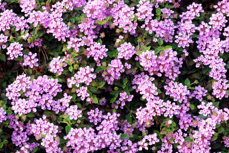 Fragrant Spring Flowers Picture. Image: 4594918