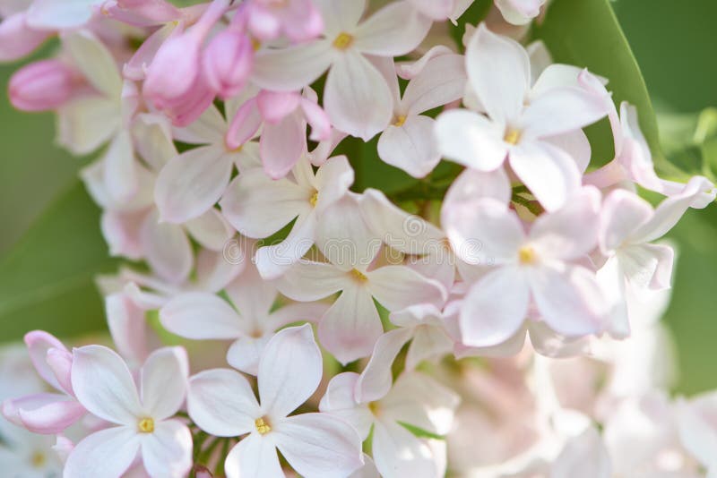Fragrant Spring Lilac Flowers in the Springtime Garden Stock Image ...