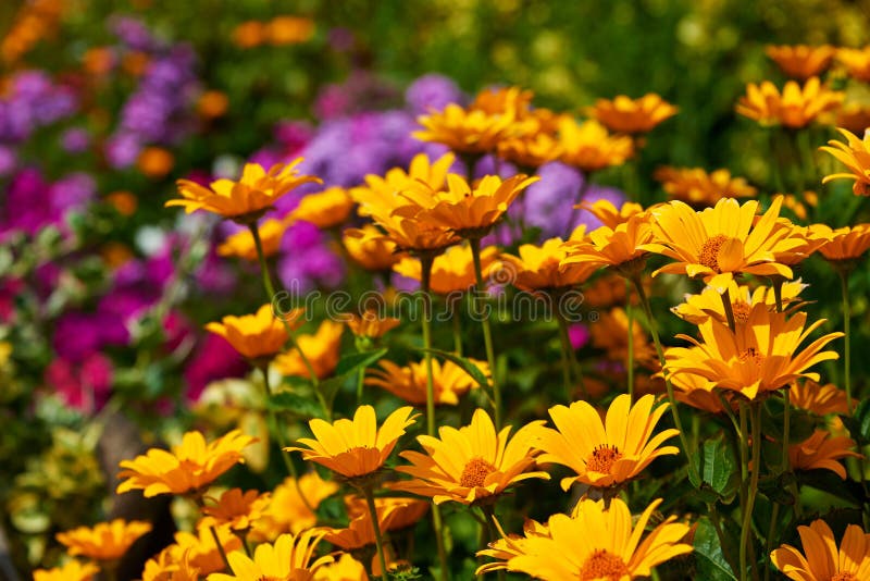 Fragrant sunny flower mix stock image. Image of fragrant - 87458059