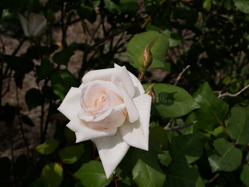 A Fragrant White Rose Bud on the Stem Opens Its Petals on a Sunny ...