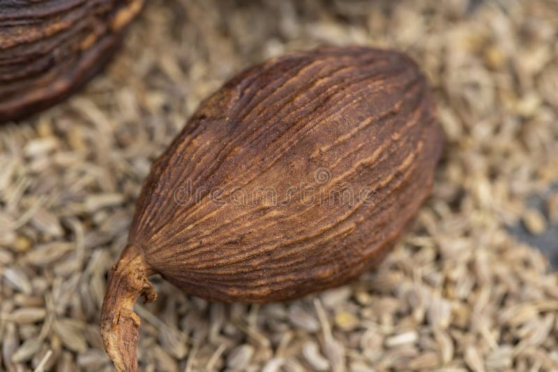 Fragrant Whole Nutmeg in the Kitchen Stock Photo - Image of ground ...