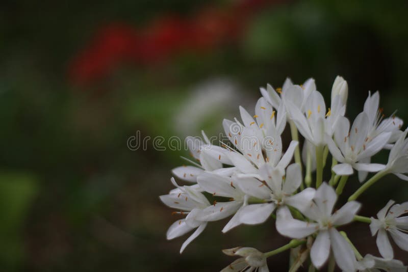 Fragrant Wild Flowers at Night Stock Photo - Image of nature, blossom ...
