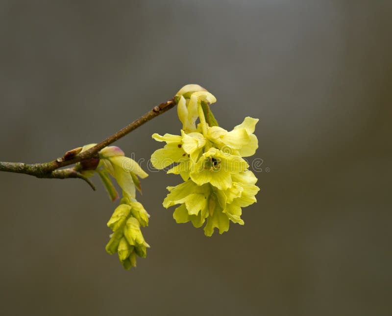 Fragrant Winter Hazel stock photo. Image of detail, beetle - 30624260