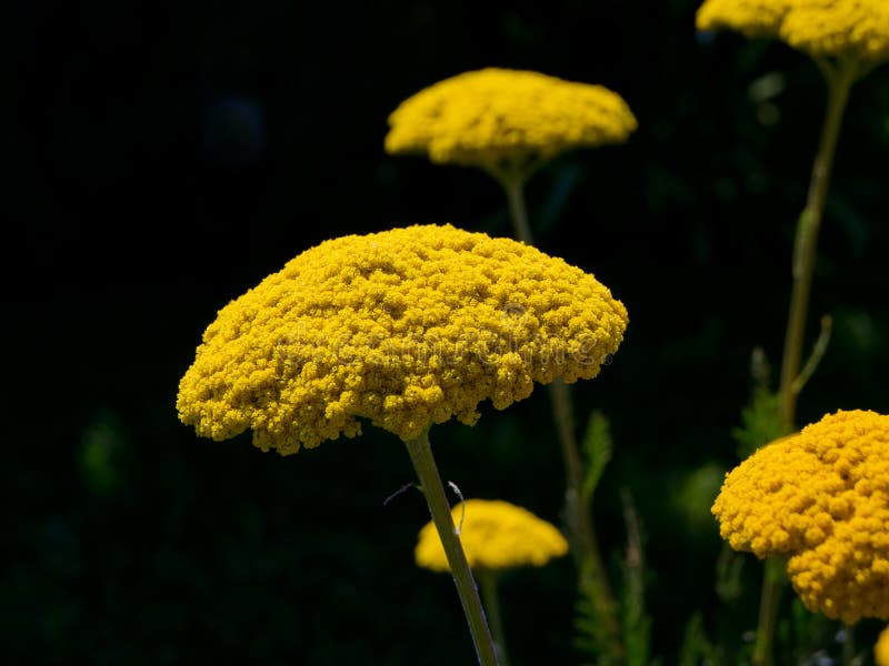 Fragrant Yarrow (Achillea Filipendulina) Stock Photo - Image of flower ...