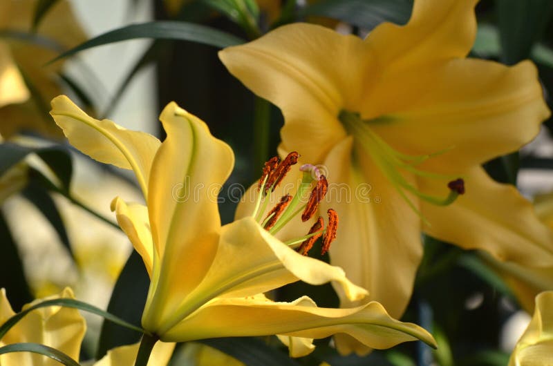Yellow Lillies stock image. Image of blossom, lillies - 138595775
