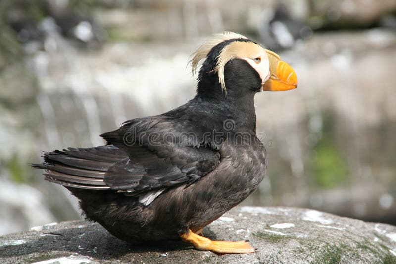 Frailecillo copetudo, imagen de archivo. Imagen de animal - 2347569