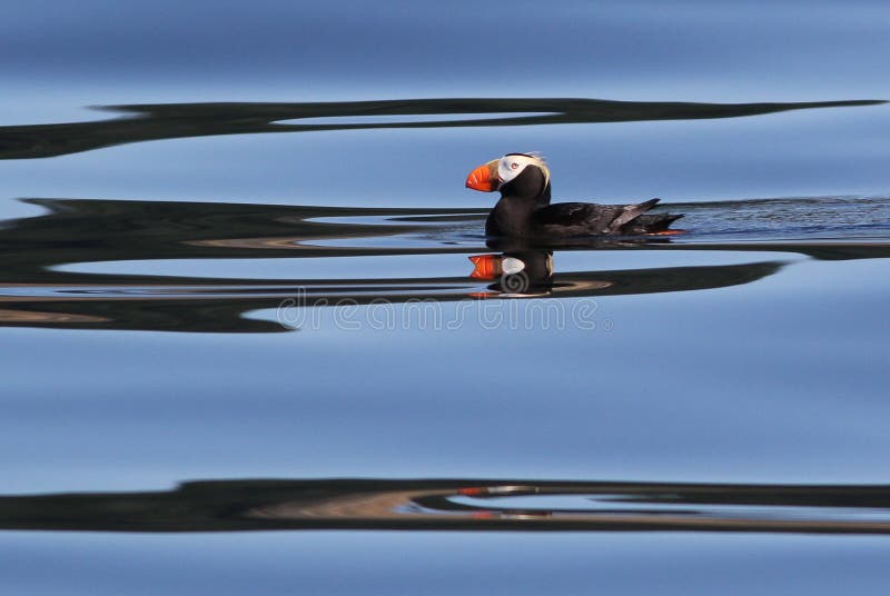 Frailecillo copetudo foto de archivo. Imagen de cuenta - 324974