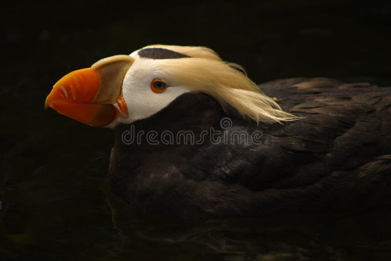 Frailecillo copetudo imagen de archivo. Imagen de plomo - 891313