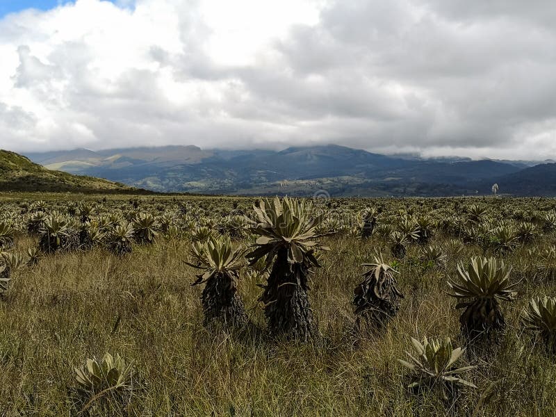 Frailejon Plants in a Paramo Ecosystem. Endemic Endangered Vegetation ...