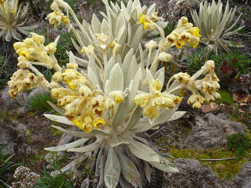 Frailejon Flower Filed at High Altitude in Andes Stock Image - Image of ...