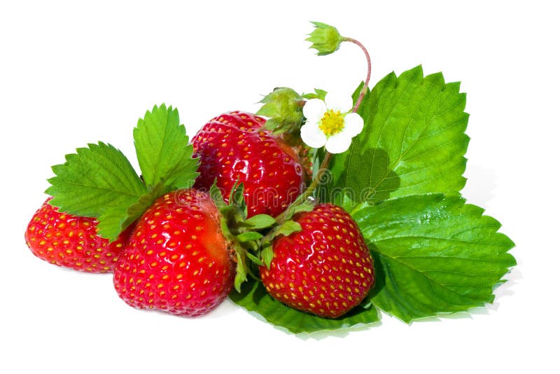 Fraise Avec Le Brin De Lame De Fleur Photo stock - Image du fruits ...