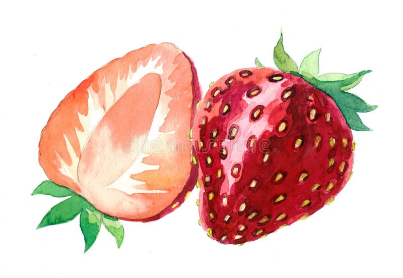 Fraise d'aquarelle illustration stock. Illustration of peinture - 91082384