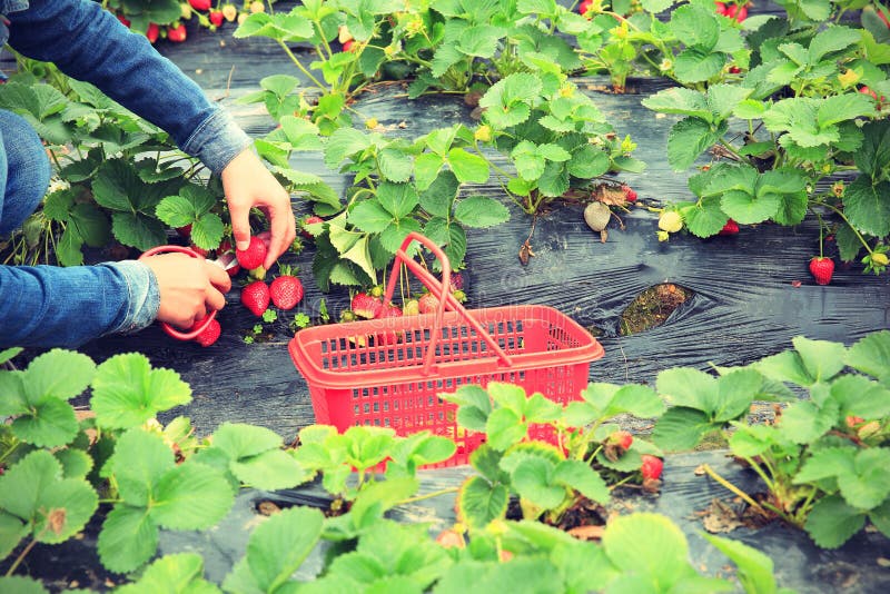 Fraise De Cueillette Dans Le Jardin Photo stock - Image du cultivez ...