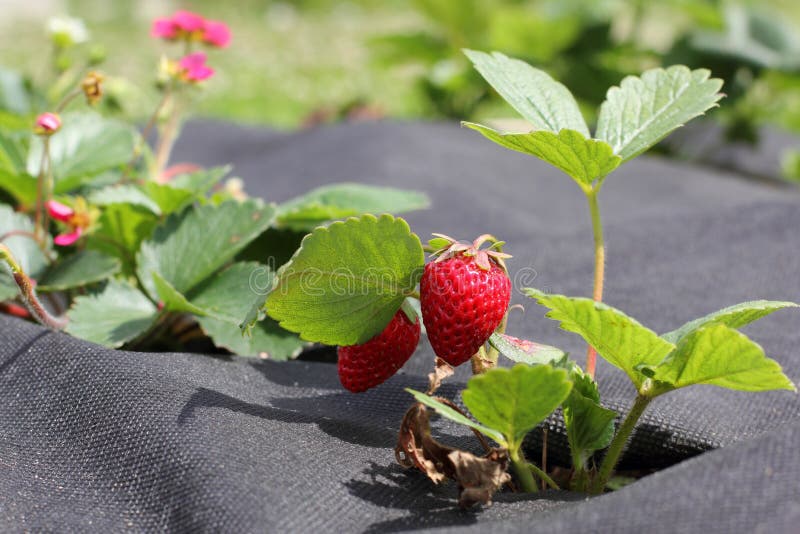 Fraises Qui Poussent Sur Les Tiges Vertes Dans La Nature Image stock ...