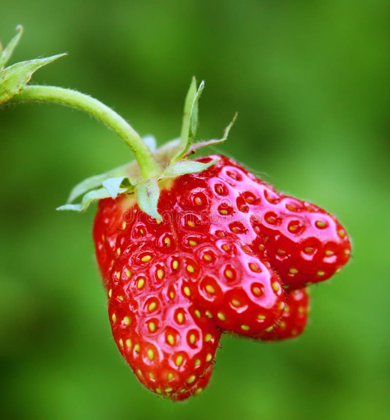 Fraise Avec La Feuille Verte Et La Fleur D'isolement Sur Le Fond Blanc ...
