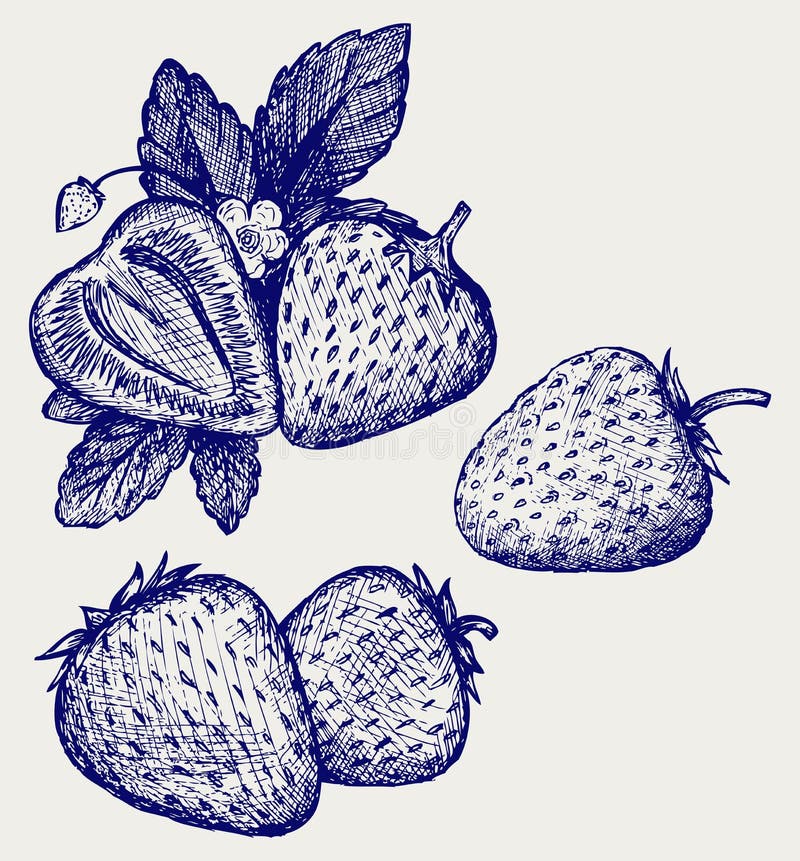 Croquis De Crayon De Fraise Illustration de Vecteur - Illustration du ...
