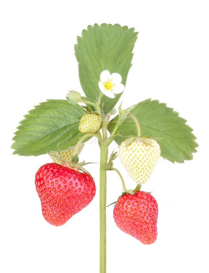 Fraises Avec Des Fleurs De Fraise De Lames Photo stock - Image du ...