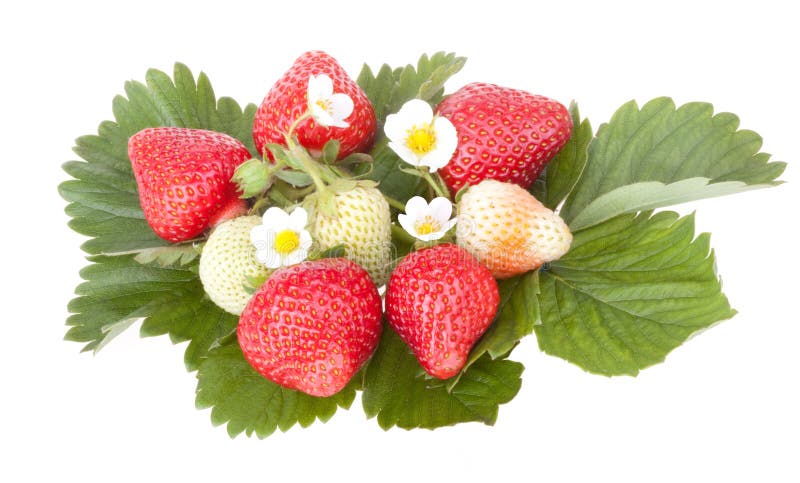 Fraises Avec Des Fleurs De Fraise De Lames Photo stock - Image du ...