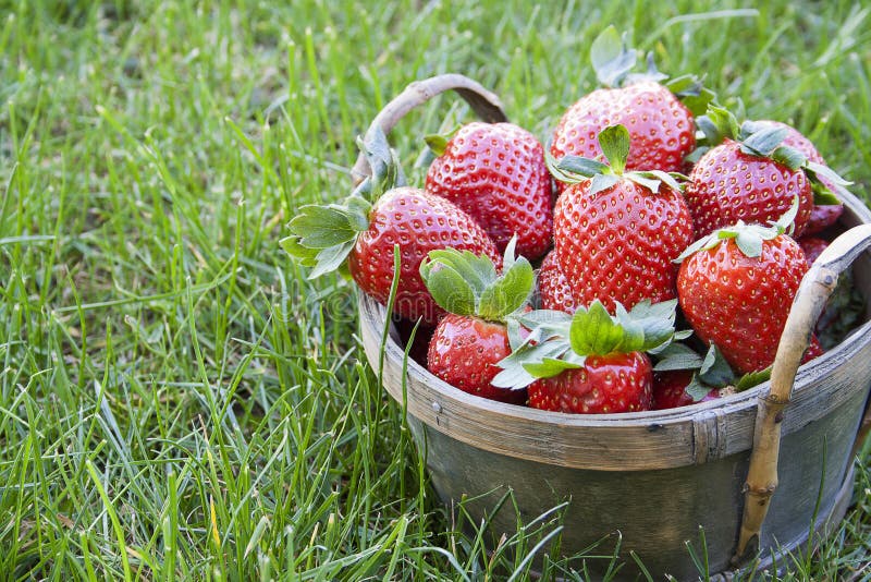 Panier de fraises photo stock. Image du délicieux, nourriture - 11540678
