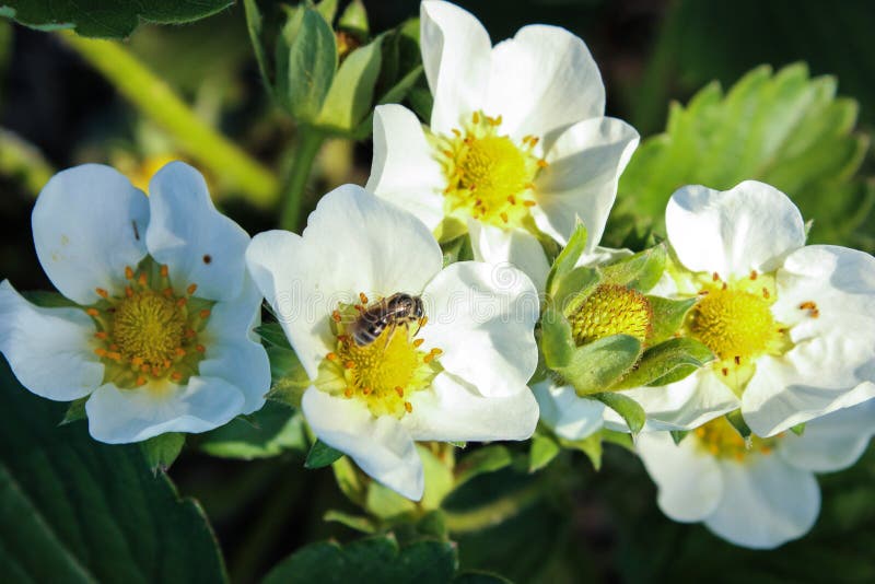 Fraises Et Insectes De Floraison Image stock - Image du animal, fond ...