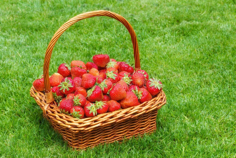 Panier de fraises photo stock. Image du délicieux, nourriture - 11540678