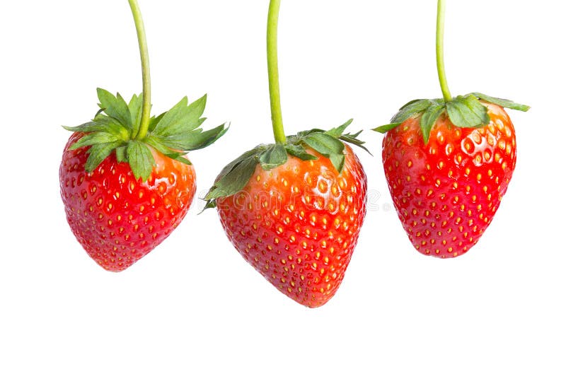Fraises Rouges Sur Le Fond Blanc Image stock - Image du sain, fruits ...