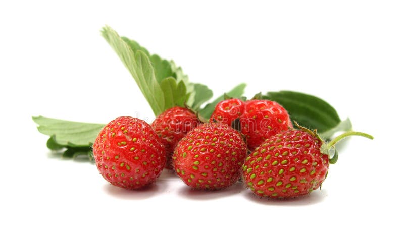 Fraises des bois photo stock. Image of horizontal, studio - 10419918