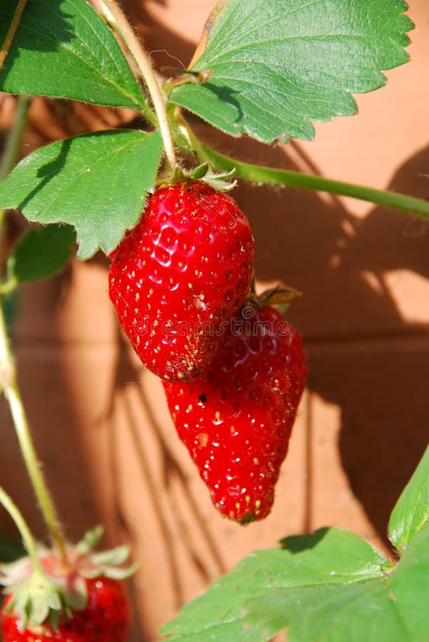 Fraisier photo stock. Image du vert, juteux, fruits, centrale - 11890482