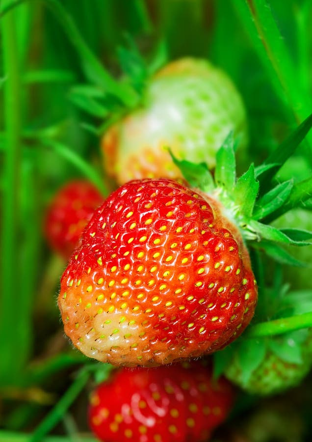 Fraisier photo stock. Image du nourriture, normal, rouge - 25137958