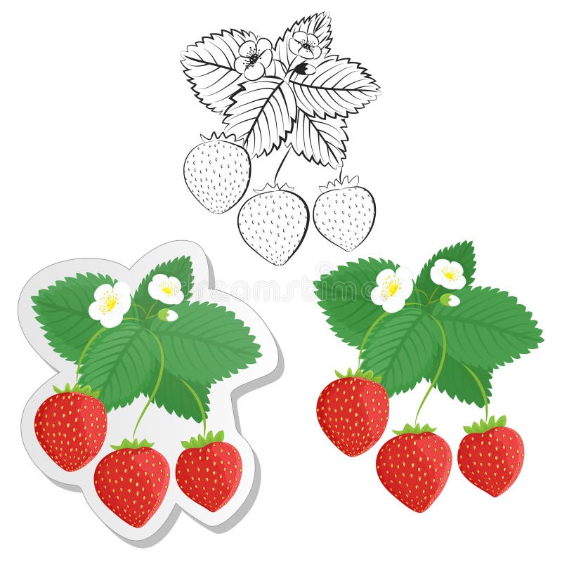 Fraisier Et Constitution Des Grappes Ramassage De Fraises Illustration ...