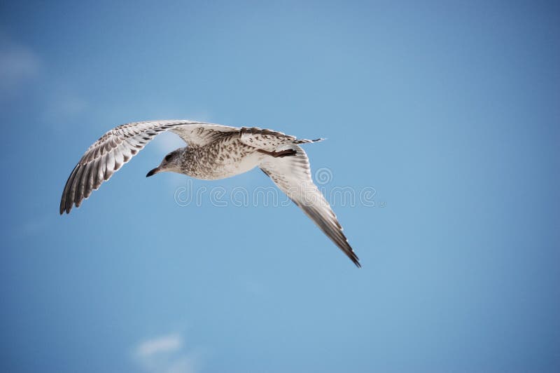 Frajer zdjęcie stock. Obraz złożonej z morze, oskrzydlony - 7064494