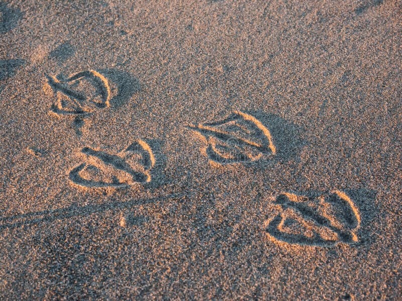 Rafa Koralowa Szarm El Sheikh Morza Czerwonego Egipt Obraz Stock ...